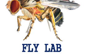 Fly Lab | Edward Grey Institute
